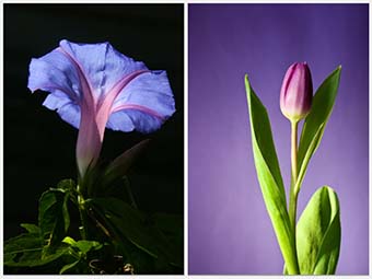 Make a Photo Grid Online for free